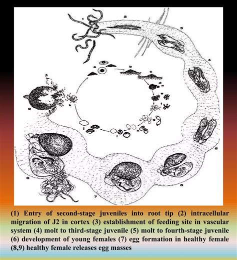 2 Morphology General Characteristics And Biology Of Plant Pathogenic