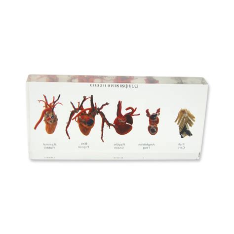 Arthropod Heart