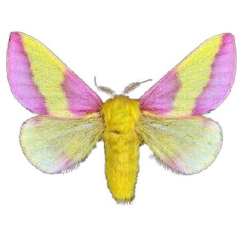 Bicbugs Dryocampa Rubicunda Pink Yellow Rosy Maple Moth Usa Rosy