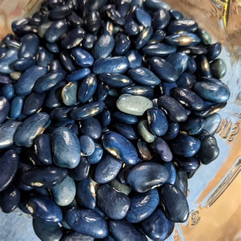 Dark Blue Dry Beans