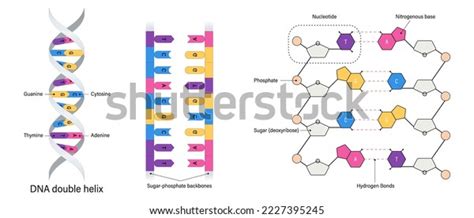 Dna Structure Nitrogenous Base Thymine Adenine Stock Vector Royalty Free 2227395245 Shutterstock