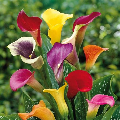 2 Calla Lily Bulbs Mixed Color Etsy Blumenzwiebeln Pflanzen