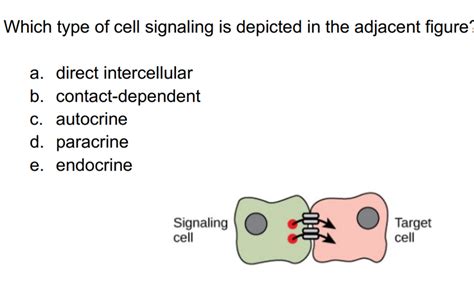 Solved Which Type Of Cell Signaling Is Depicted In The