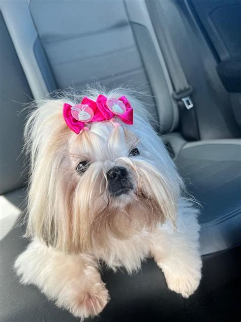 Taking My Grumpy Princess To The Vet 🥰💕 Ra