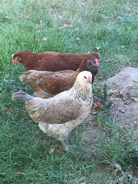 4 Month Old Easter Egger Backyard Chickens Learn How To Raise Chickens