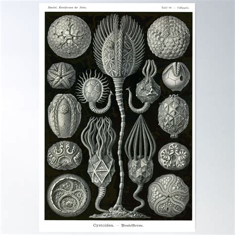 Plate 90 Cystoidea A Grouping Of Extinct Echinoderms Poster Wall Art