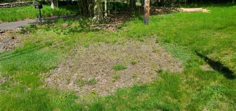Dead Grass Patch Rhomemaintenance