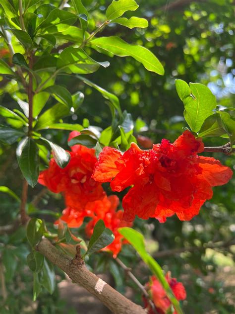 Leila Mahmoudi On Linkedin خدایش مدرسه و دانشگاه و دکترا اگه بدون تلاش