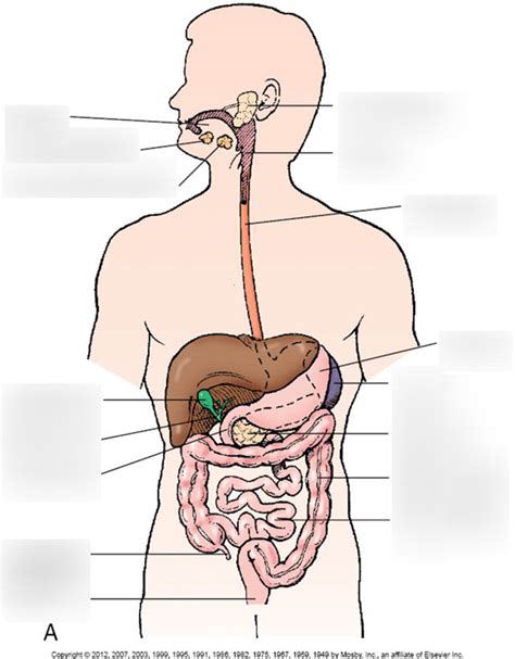 What Are Some Facts About The Alimentary Canal Hxdm