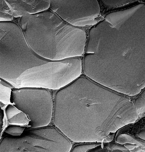 Scientists Simulate The First Ever Rna Self Replication Process