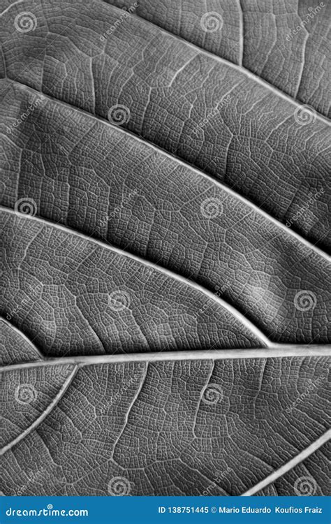 Texture Reverse Dry Leaf Of Ficus Lyrata In Color With Its Ribs Black