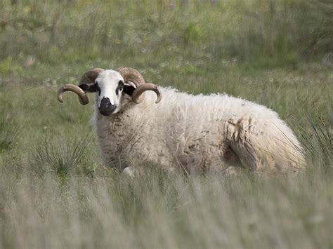 Sheep Ovis Aries Animals Domestic Sheep Skeleton Ovis Aries Male