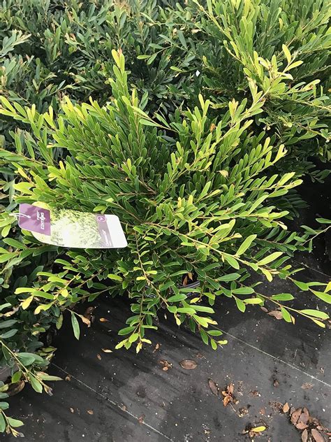 Gardensoyvey Cinnamon Girl Distylium Distylium Piidist V