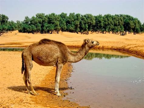 Dromedary Camel Drinking Water In Sandy Area Camels Adaptations For