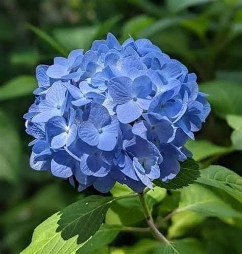 Dwarf Hydrangea Blue Single Plant Pot Buy 6000 Plants Seeds Pots