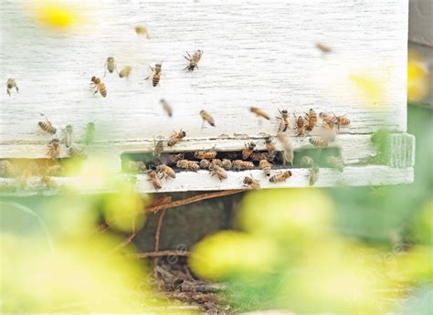 Bees Flying At Photo Background And Picture For Free Download Pngtree