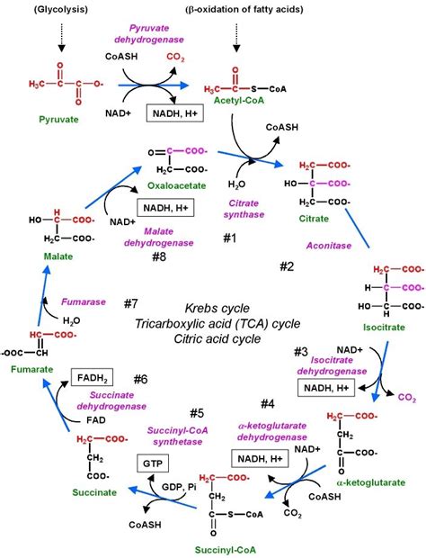 Krebs Cycle Kaha Hota Hai At Ebony Dougherty Blog