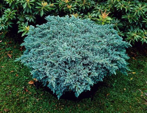 Juniperus Squamata Tropical Blue