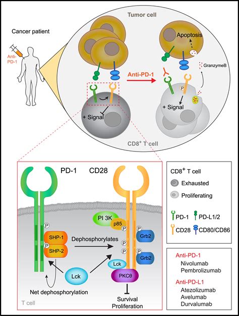 Two Strings In One Bow Pd 1 Negatively Regulates Via Co Receptor Cd28