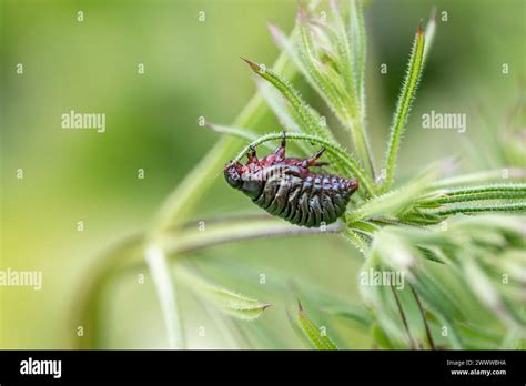 Bloody Nose Beetle Timarcha Tenebricosa Lava On Goosegrass Uk Stock