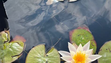 Webinar Know Your Floating Leaf Plants Lake Stewards Of Maine