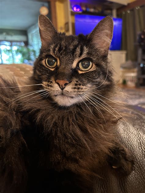 Joey Just Being Cute As Usual Album On Imgur