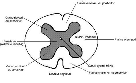 Funiculo Lateral Histologia Do Sistema Nervoso Kenhub