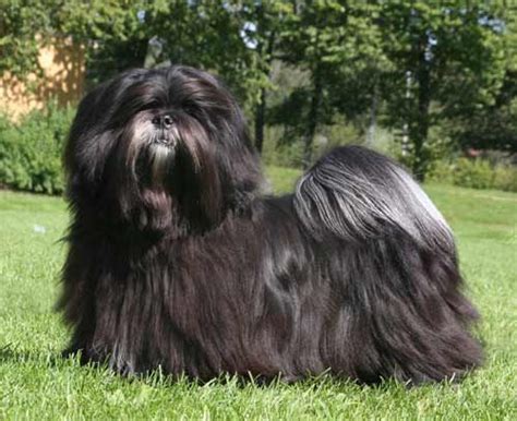 Beautiful Black Lhasa Apso Lhasa Apso Lhasa Every Dog Breed