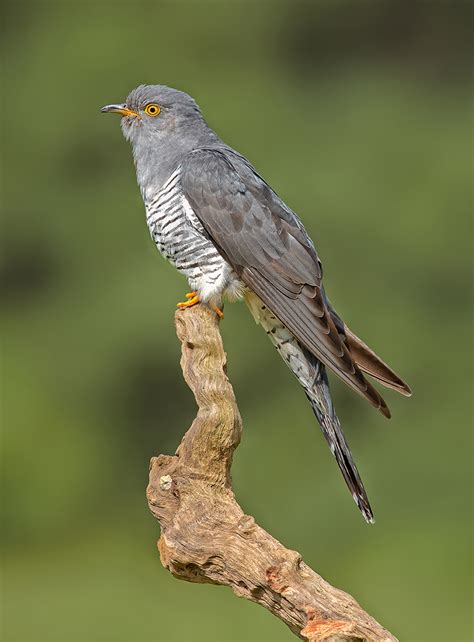 Details Common Cuckoo Birdguides