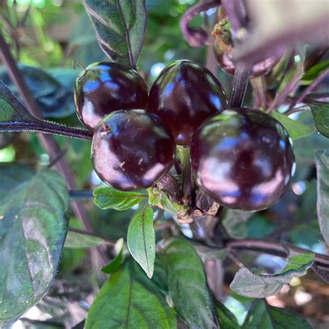 Black Pearl Pepper Seeds Tyler Farms