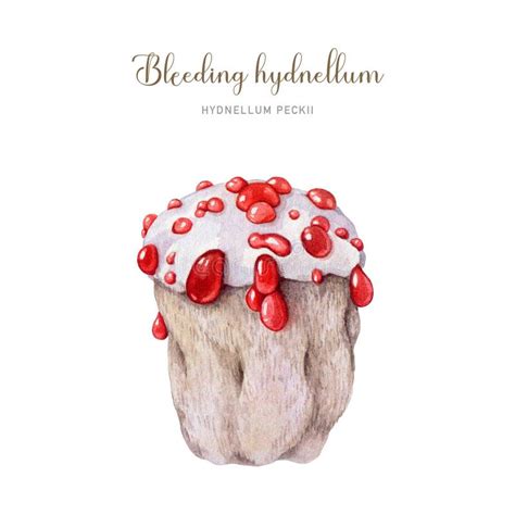 Bleeding Hydnellum Mushroom Watercolor Illustration Hand Drawn Unusual
