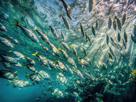 Shimmering Schools Of Fish Underwater Premium Ai Generated Image