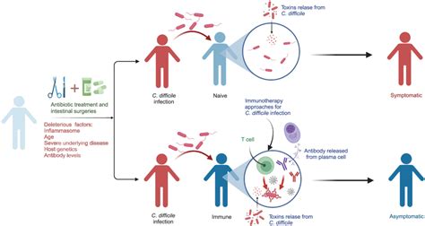 Understanding Host Immune Responses In Clostridioides Difficile