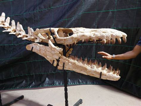 Monster Mosasaur Skeleton Museum Quality Fossils Paleontology Fossilpaleo