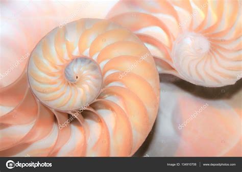 Fibonacci Sequence In Shells