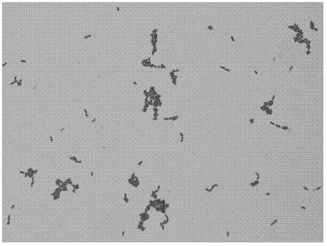 Lactobacillus Plantarum Ccfm8724 And Application Thereof Eureka Patsnap