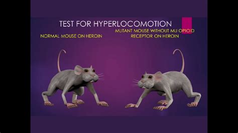 Mouse Hyperlocomotion Analysis In Opioid Experiments Youtube