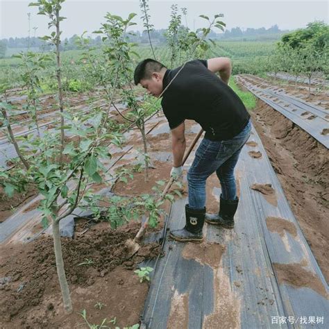 果树种植如何实现标准化栽培？提高苗木成活率的方法有哪些？ 知乎