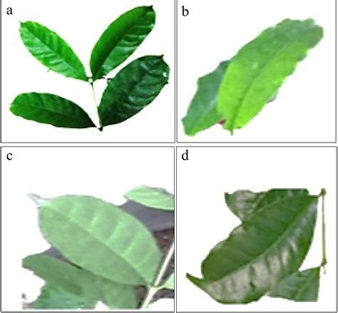 Leaf Shape Of Coffea Stenophylla Showing A Lanceolate B Elliptic