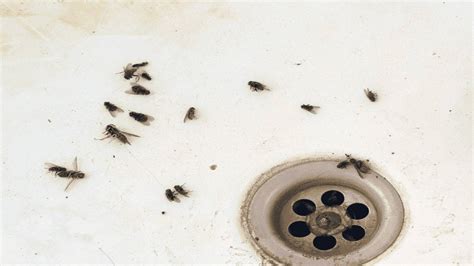 What Are The Signs Of A Fly Infestation Pests Exterminators