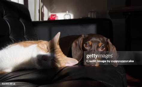 Weiner Cat Photos And Premium High Res Pictures Getty Images