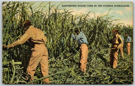 Harvesting Sugar Cane In The Florida Everglades Postcard United