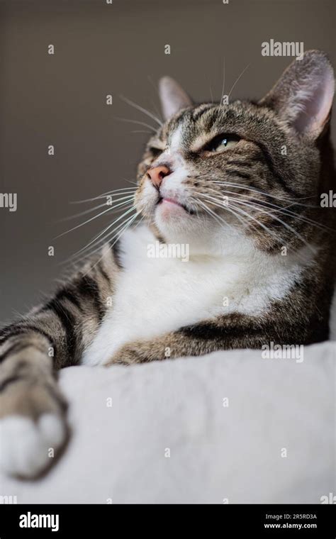 House Cat With Classic Tabby Coat And White Chest Laying On Bed
