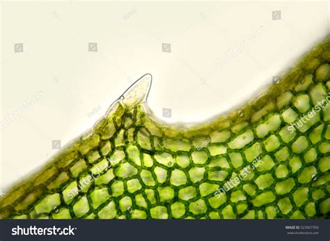 661 Root Microorganism 图片、库存照片和矢量图 Shutterstock
