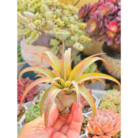 夏天ㄉ店【空氣鳳梨】艾瑞克tillandsia Eric Knobloch 電捲x霸王 空氣鳳梨 空鳳 小精靈 蝦皮購物