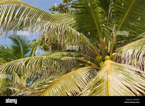 Palm Tree And Coconuts Stock Photo Alamy