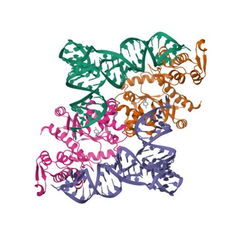 Rcsb Pdb 1j1u Crystal Structure Of Archaeal Tyrosyl Trna Synthetase