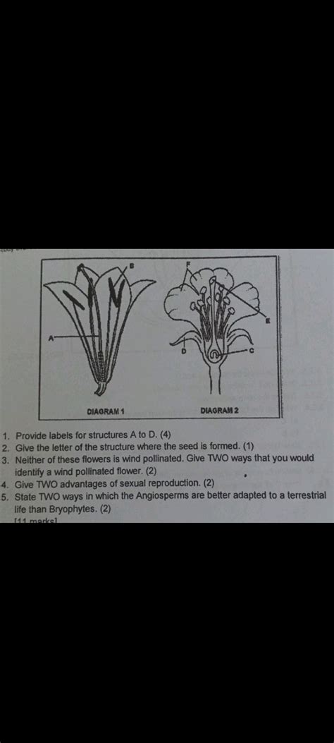 1 Provide Labels For Structures A To D 4 2 Give The Letter Of The St