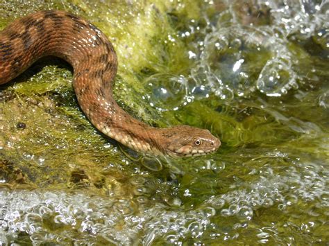 Serpiente De Agua Serp Daigua Foto Gratis En Pixabay Pixabay