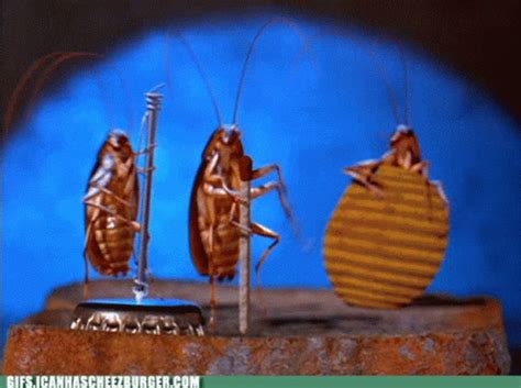 Funny Bug S Tenor